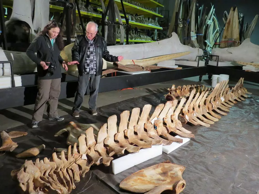 Rice's Whale Skeleton