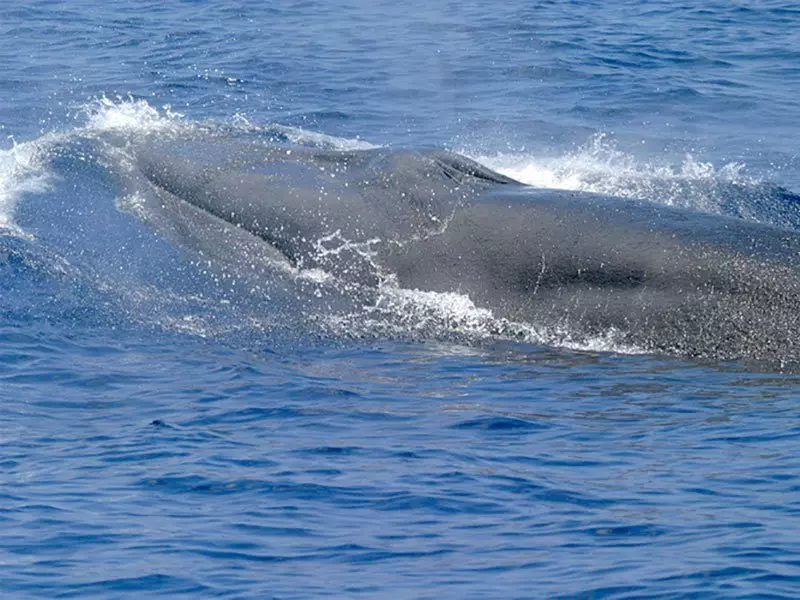 Balena d'arròs nedant