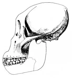 Um desenho de Dryopithecus