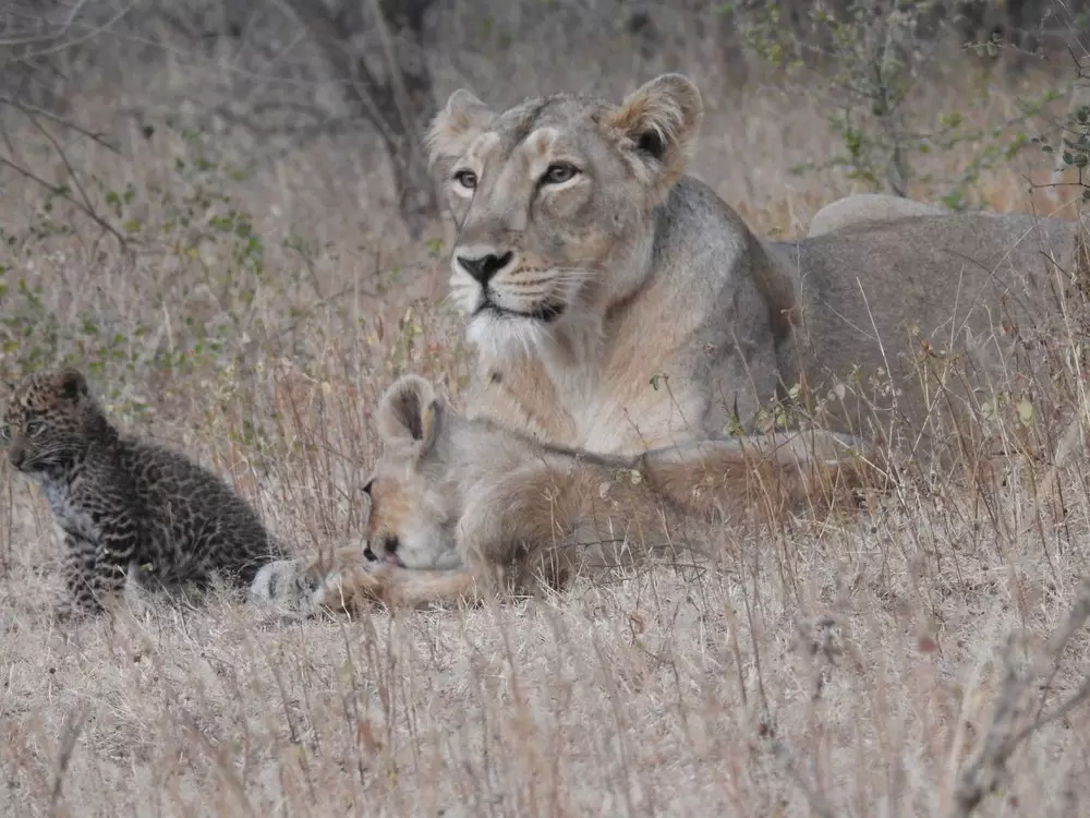 In een 'bizarre' biologische draai adopteerde een moederleeuw een luipaardwelp in India