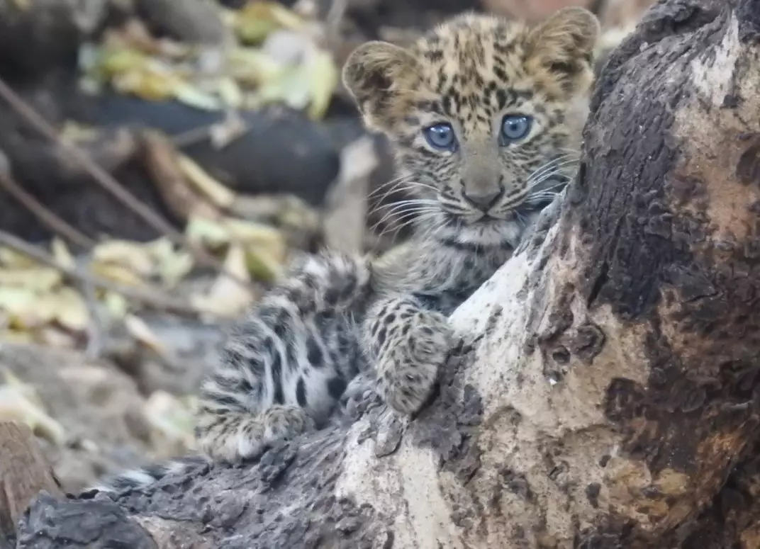 Isang close-up na view ng baby leopard