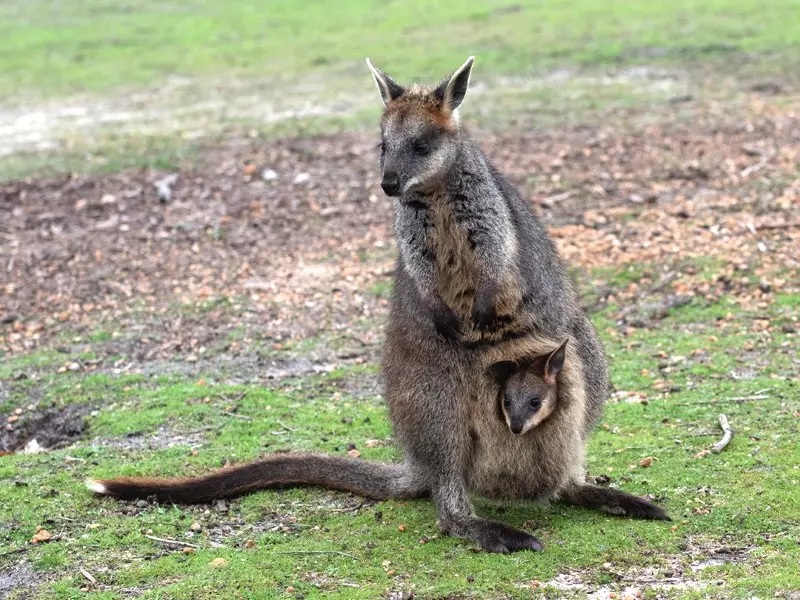 Swamp wallaby with joey in her pouch