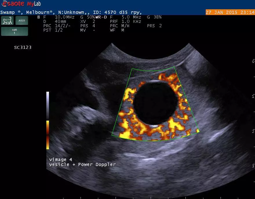 Ultrazvočna slika močvirskega valabija na 15. dan nosečnosti