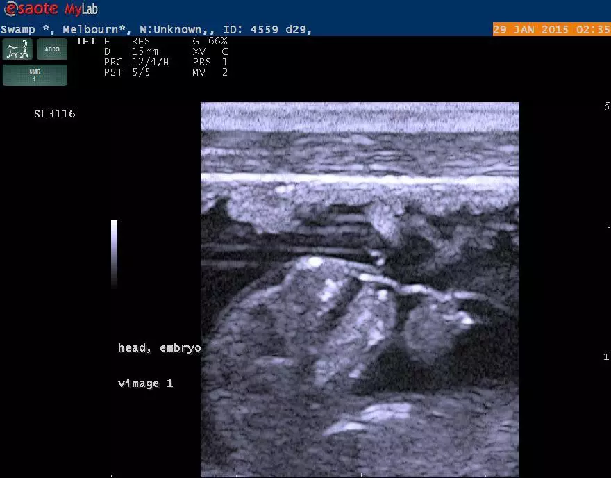 Gambar ultrasound tina walabi rawa