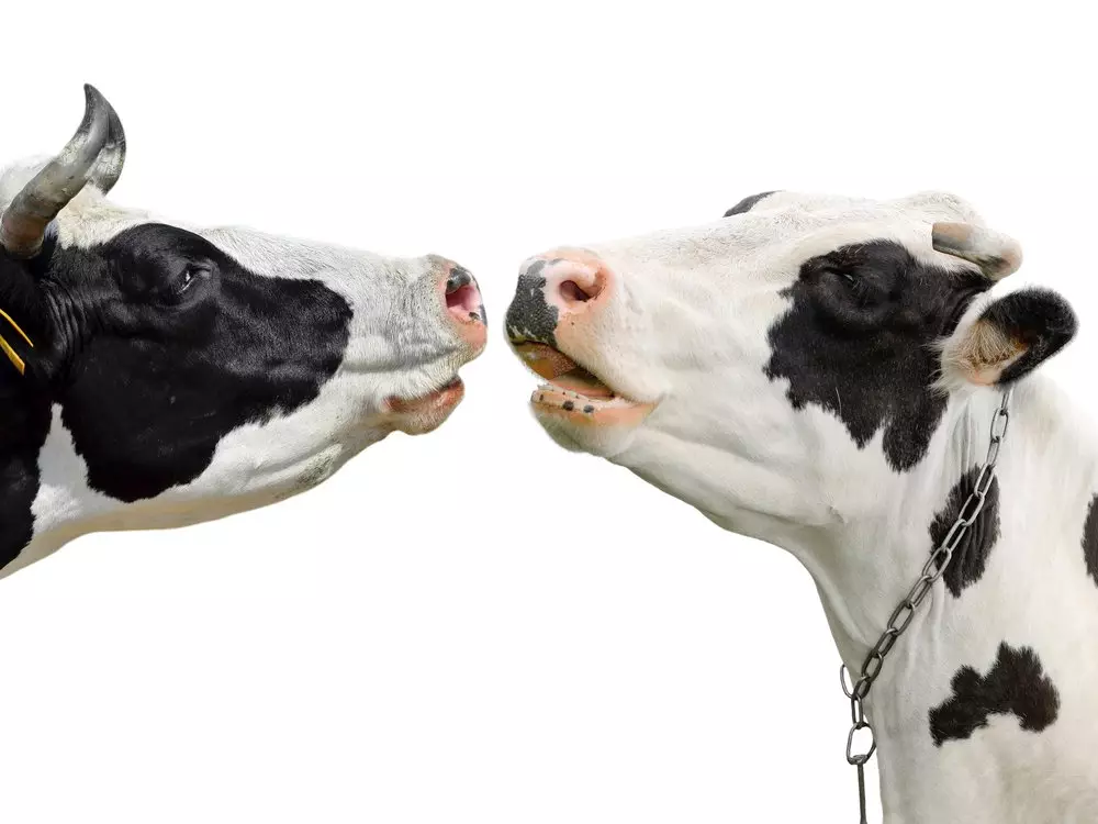 Кравите можат да лизгаат десно за љубов на оваа нова апликација за запознавање