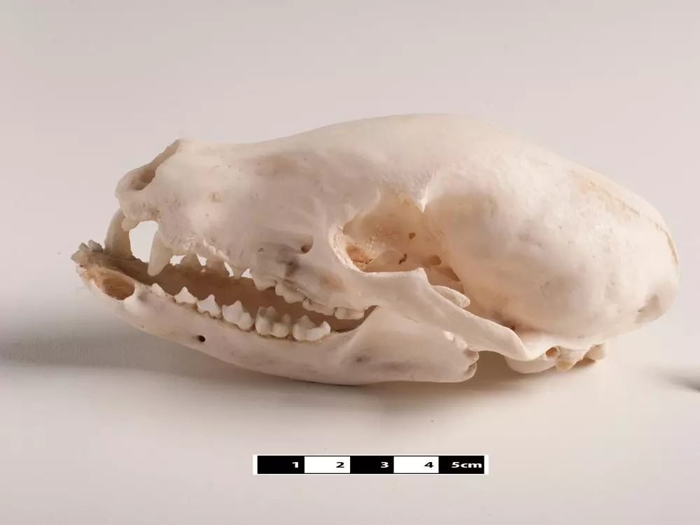 dog skull