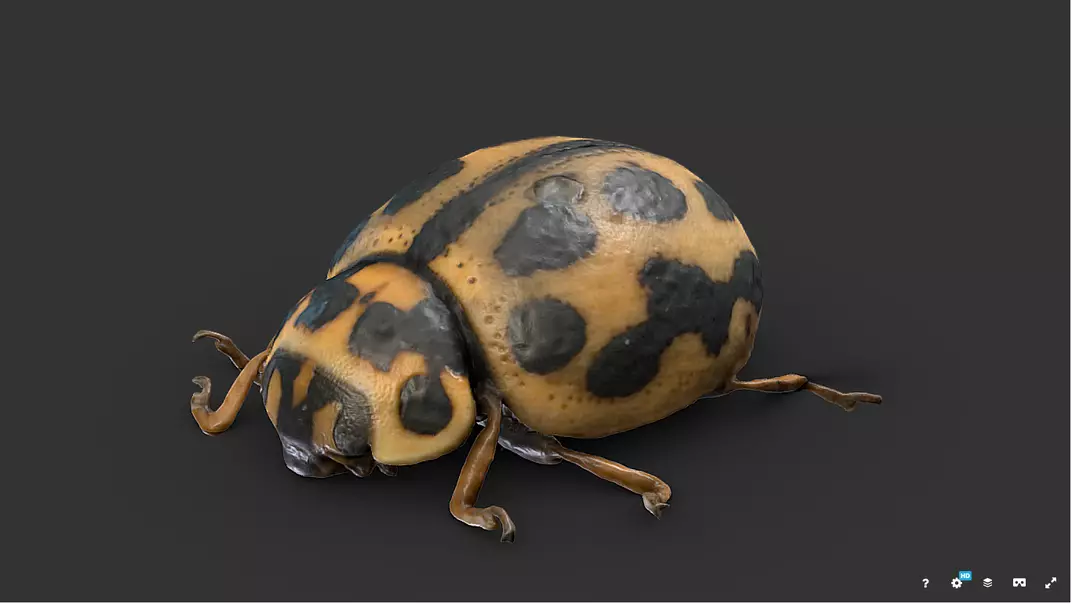 I-Lady Bug 3-D