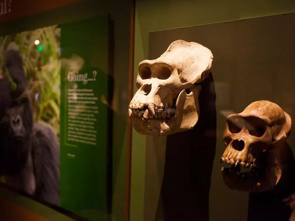 Dian Fossey's Gorilla Skulls yog cov khoom muaj nqis tshawb fawb thiab lub cim ntawm nws kev sib ntaus