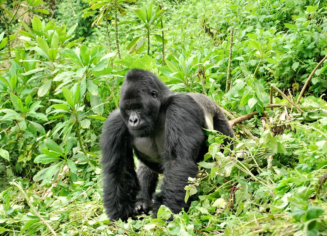 gorila gunung