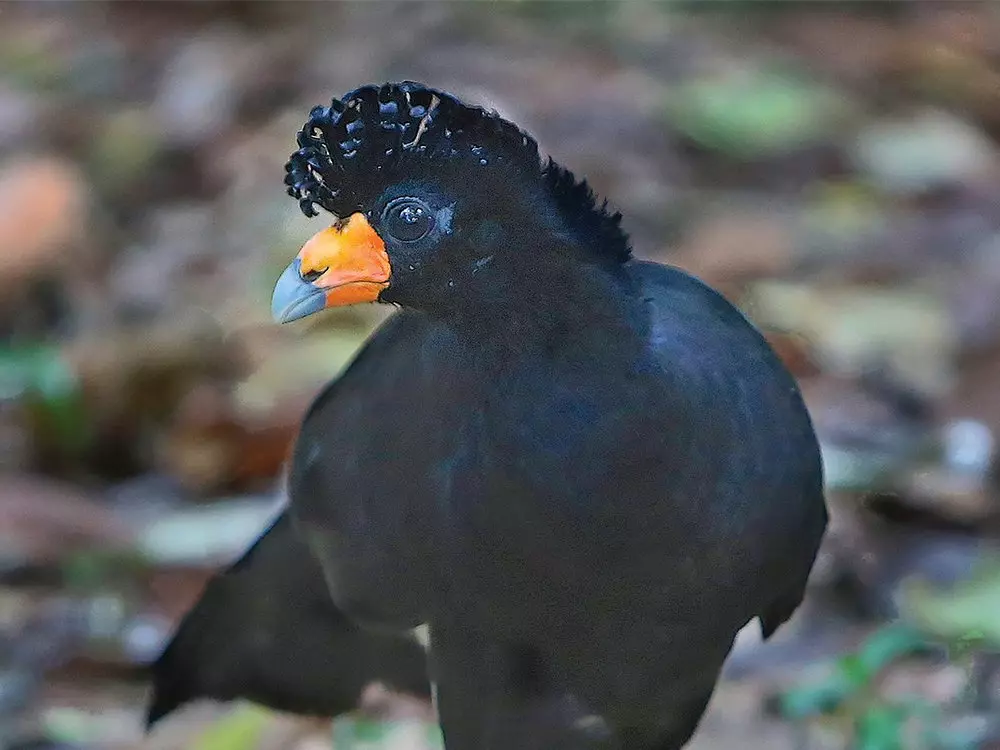 Reş Curassow