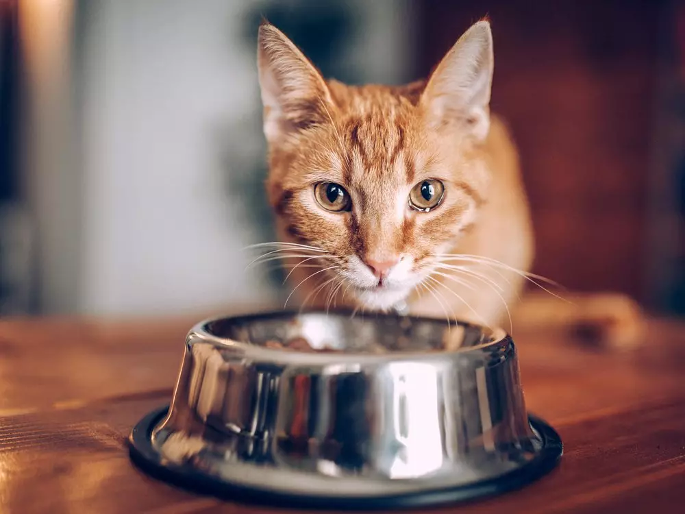 Kucing oranye digambar madhep kamera. Kucing kasebut duwe mripat kuning lan lagi mangan saka mangkuk perak.