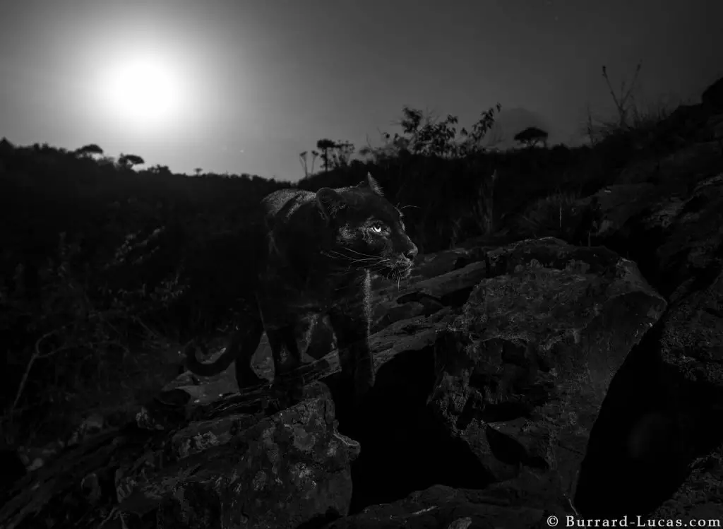 Nadir Afrika Siyah Leoparının Çarpıcı Yeni Fotoğraflarını Görün 34431_2