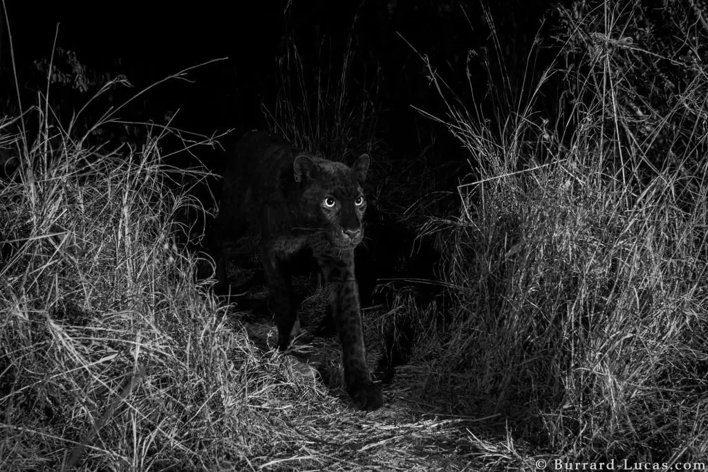 Vexa novas e impresionantes fotos do raro leopardo negro africano 34431_3