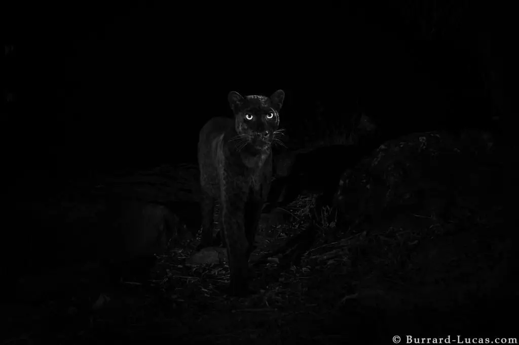 Découvrez de superbes nouvelles photos d'un rare léopard noir d'Afrique