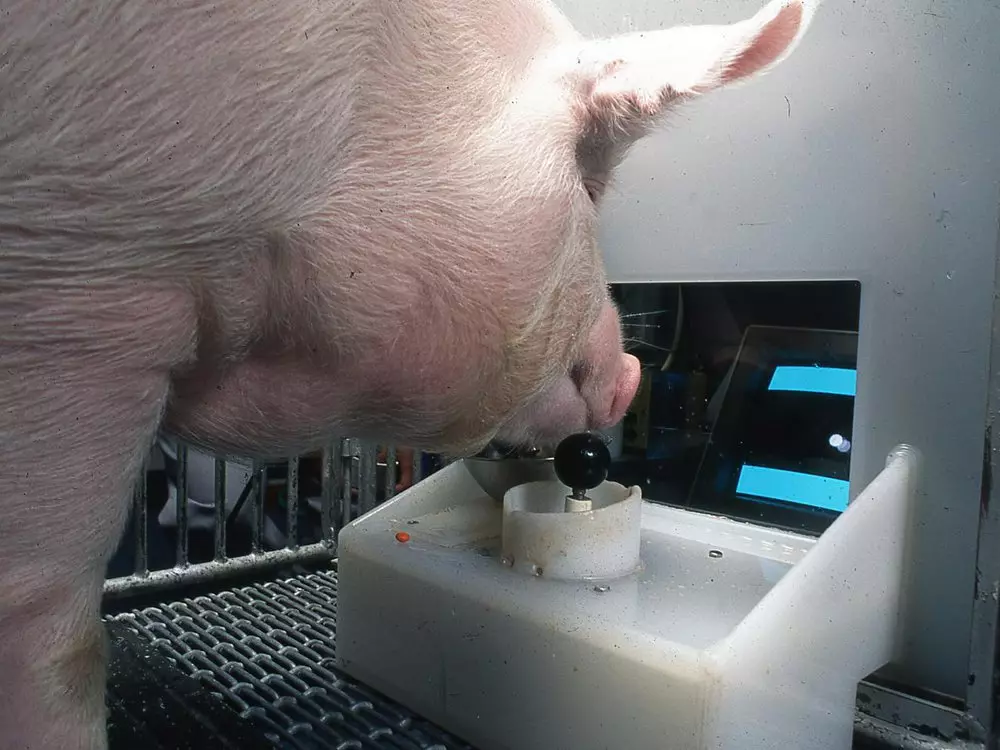 Pembe bir domuz, burnu bir joystick'in üzerinde, video oyun konsolunun başında duruyor.