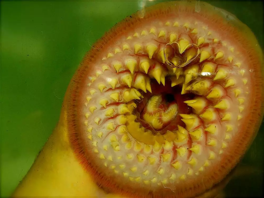 Masa Pembiakan Lamprey di Britain