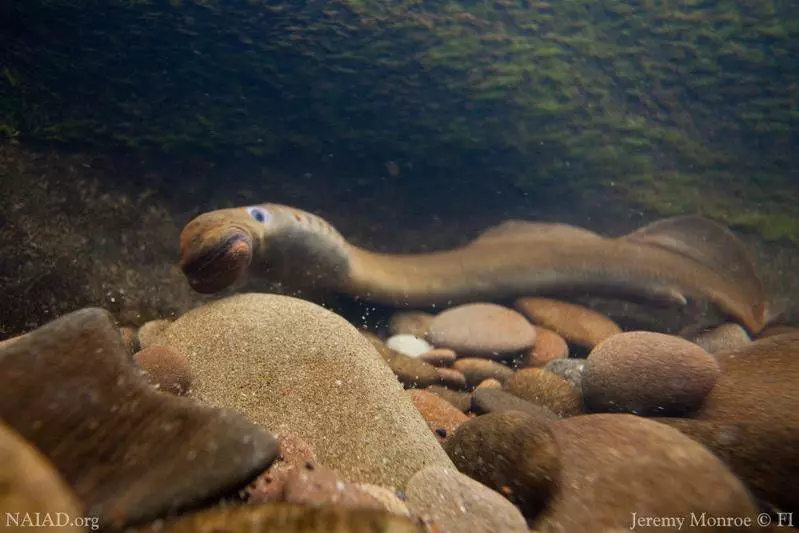 Nest lub tsev lamprey