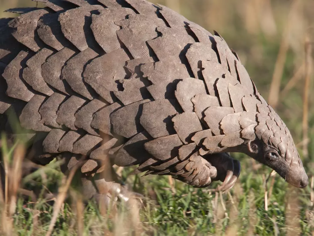 Malajsie zabavila 30 tun obchodovaných dílů pangolinů