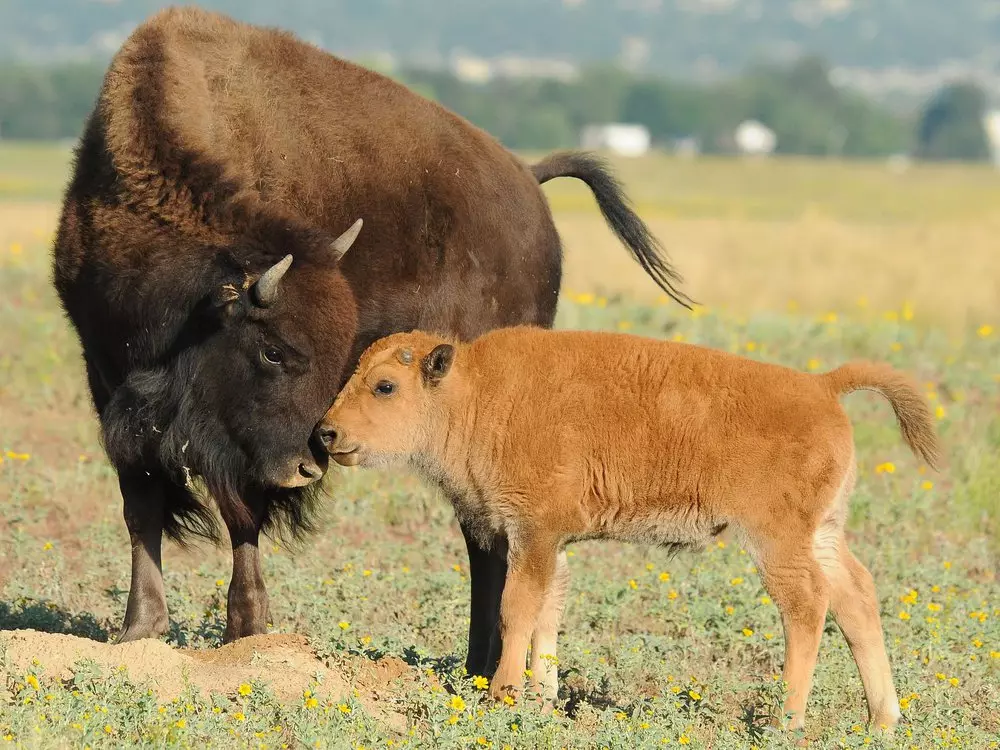 Ibu dan Bayi Bison