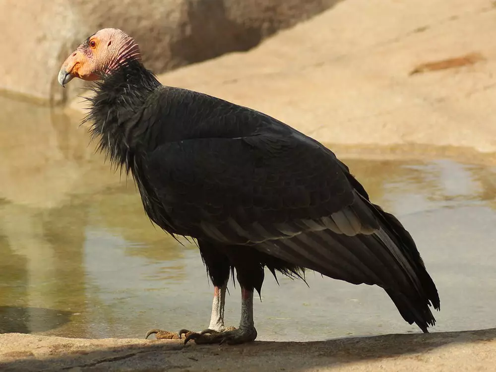 California Condor sebakeng sa San Diego Zoo