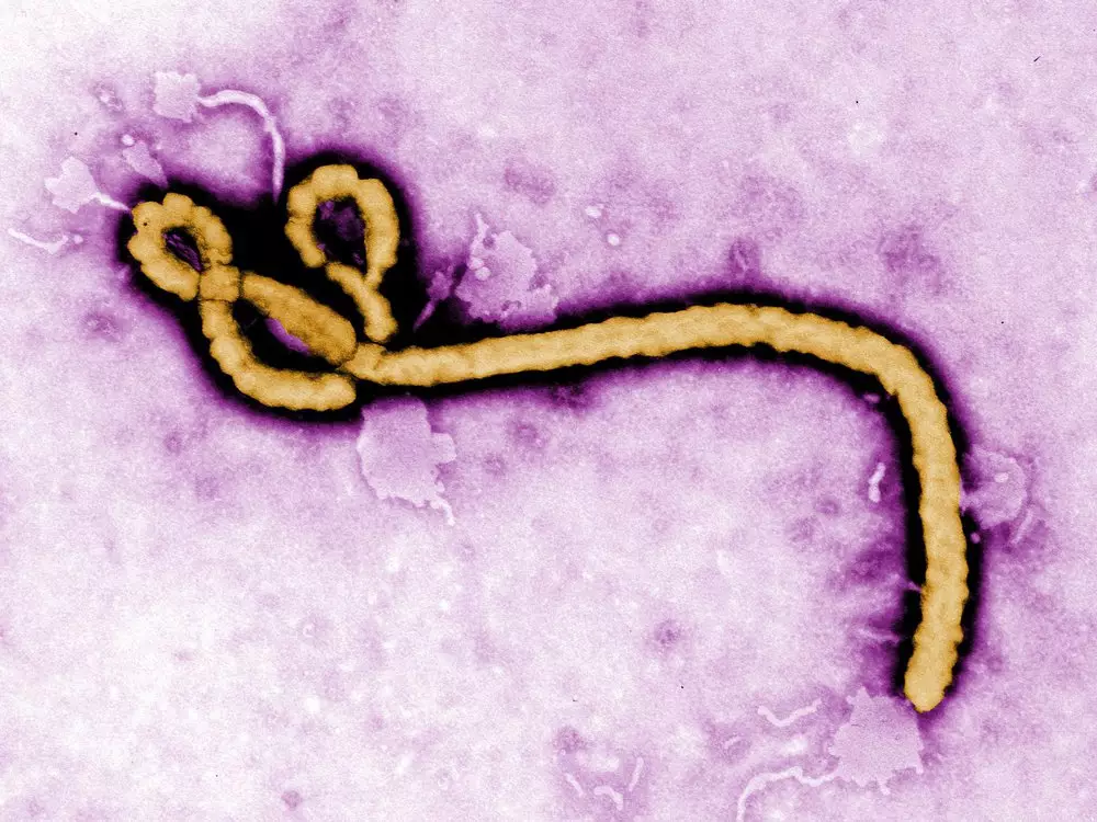 Virusul Ebola