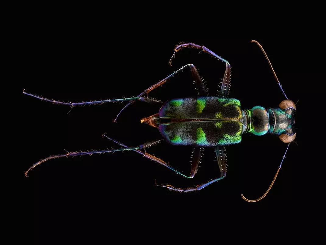 Eek ! Chacun de ces portraits d'insectes est composé de plus de 8 000 images 34558_10