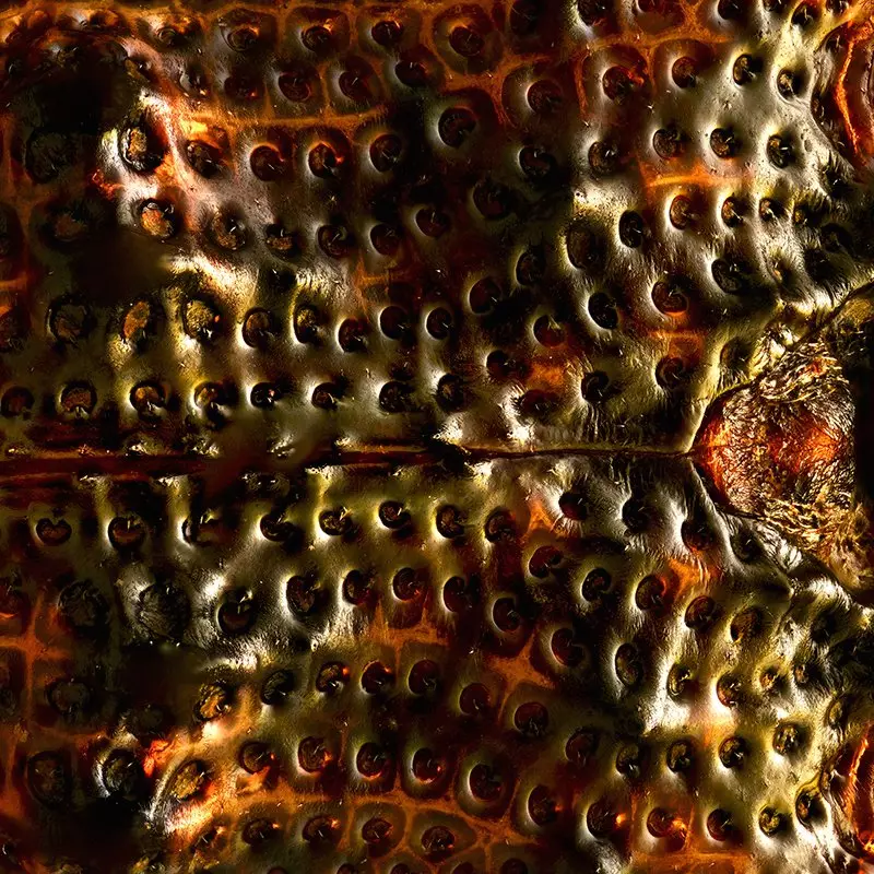 Eek! Each of These Insect Portraits Is Made From More Than 8,000 Images 34558_15