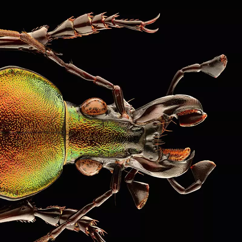 Eek! Each of These Insect Portraits Is Made From More Than 8,000 Images 34558_5