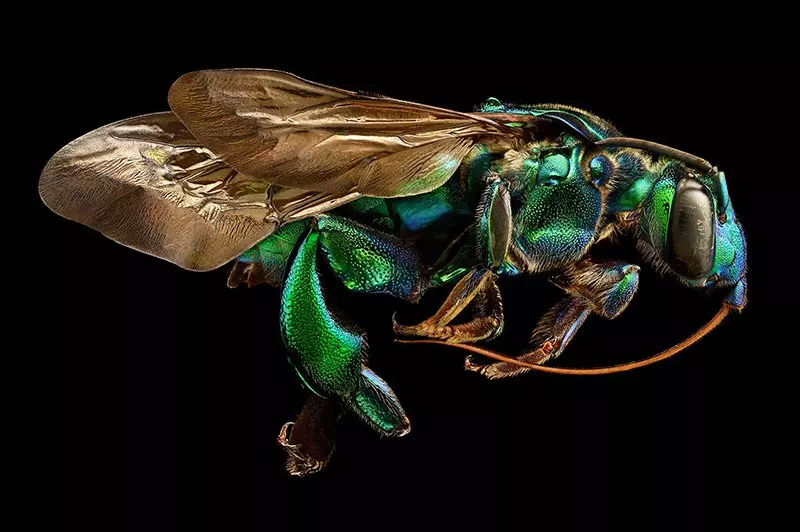 Eek ! Chacun de ces portraits d'insectes est composé de plus de 8 000 images 34558_7