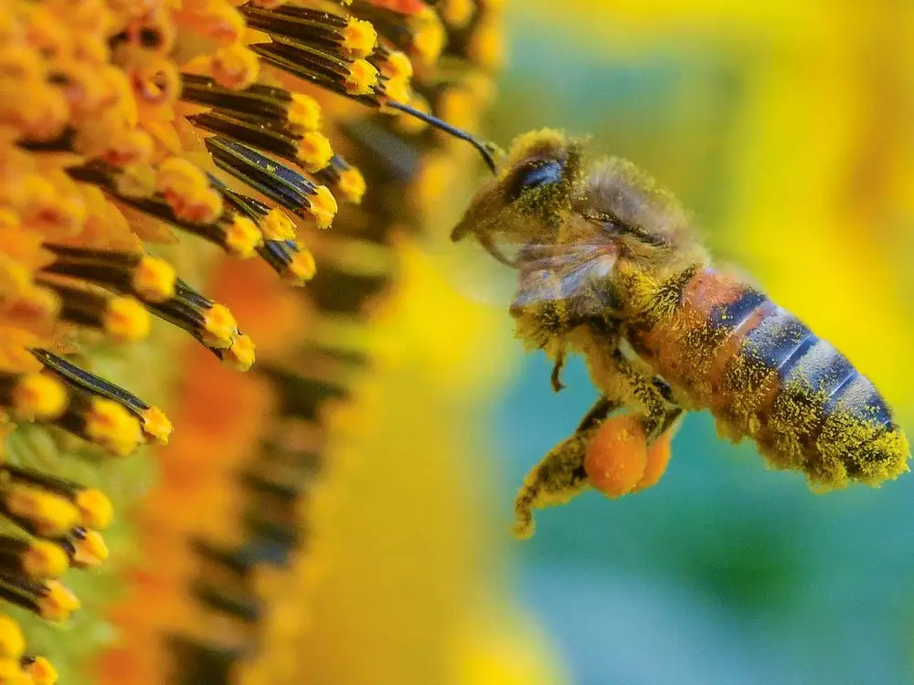 A bee (right) collects pollen from the inside of a sunflower (left)