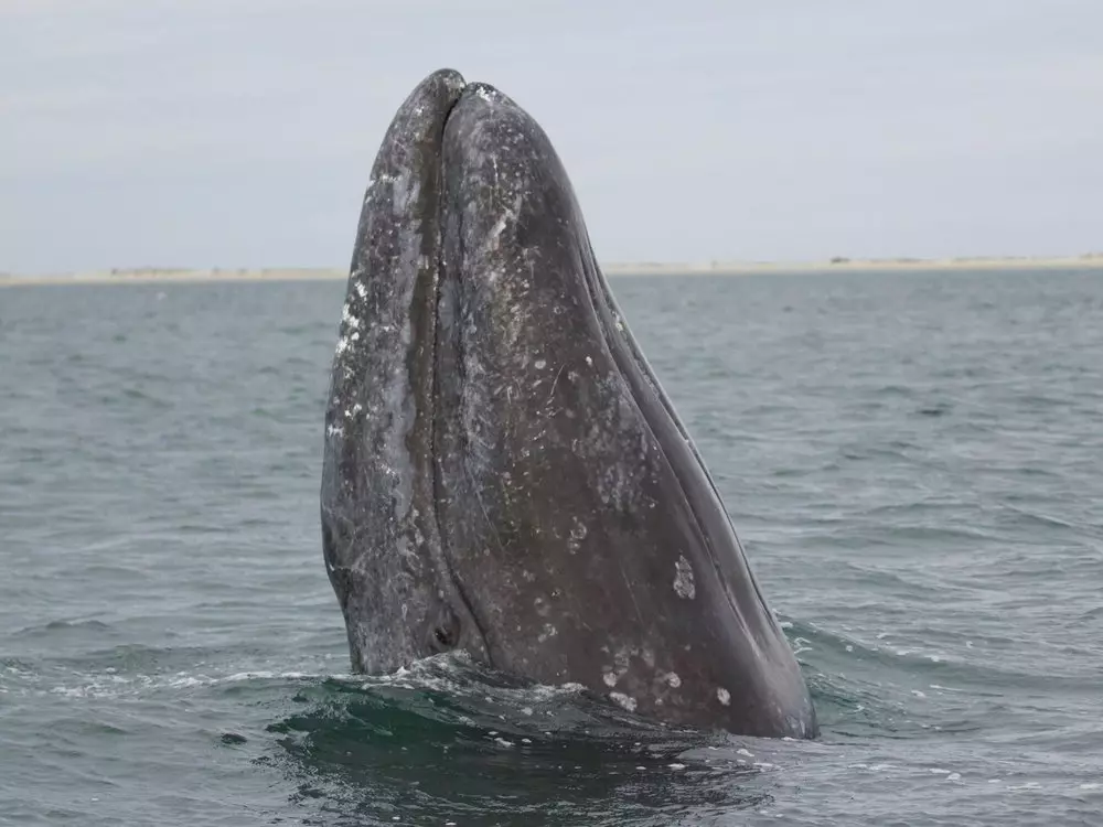 Grey whale