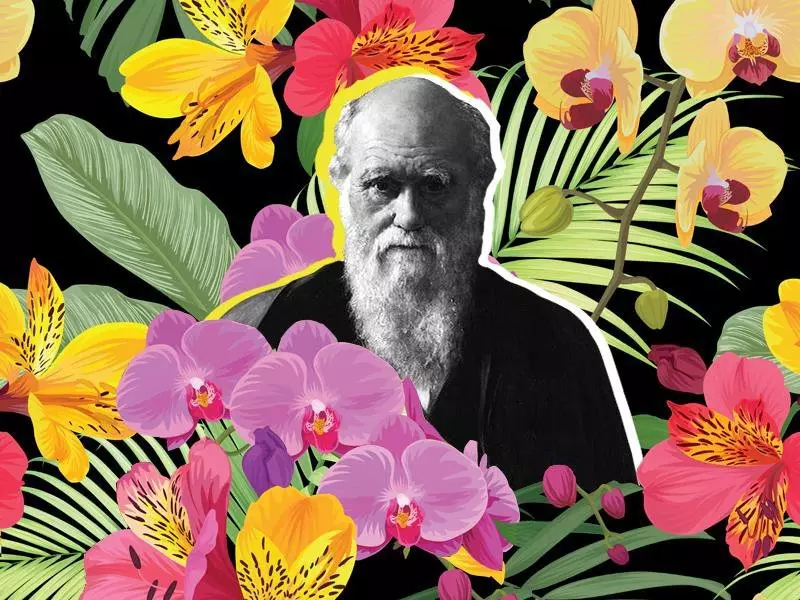 داروين الأوركيد