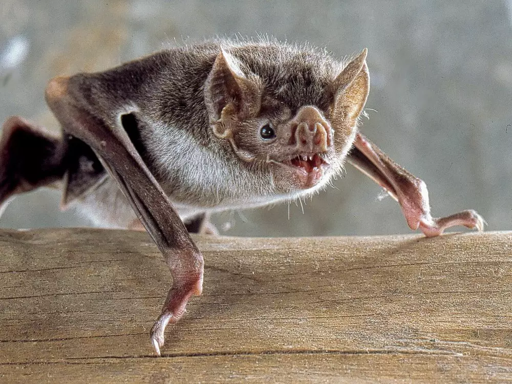 Vampire Bat