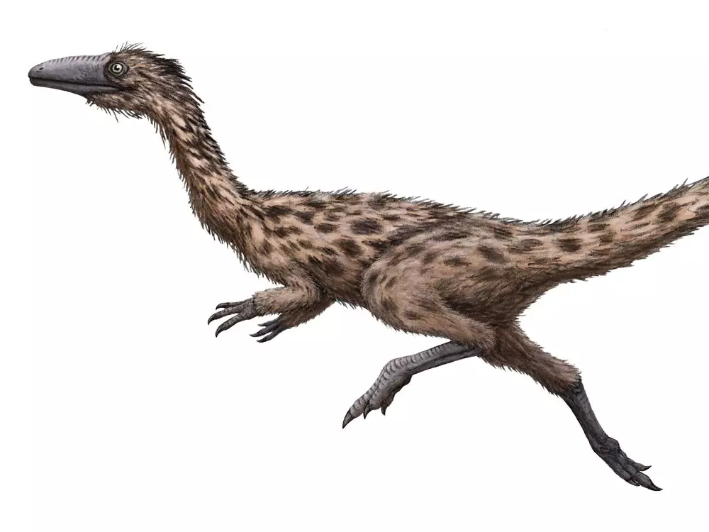 L'image montre un dinosaure à plumes marron clair avec des taches marron foncé. Le dinosaure est montré dans une pose de sprint sur un fond blanc