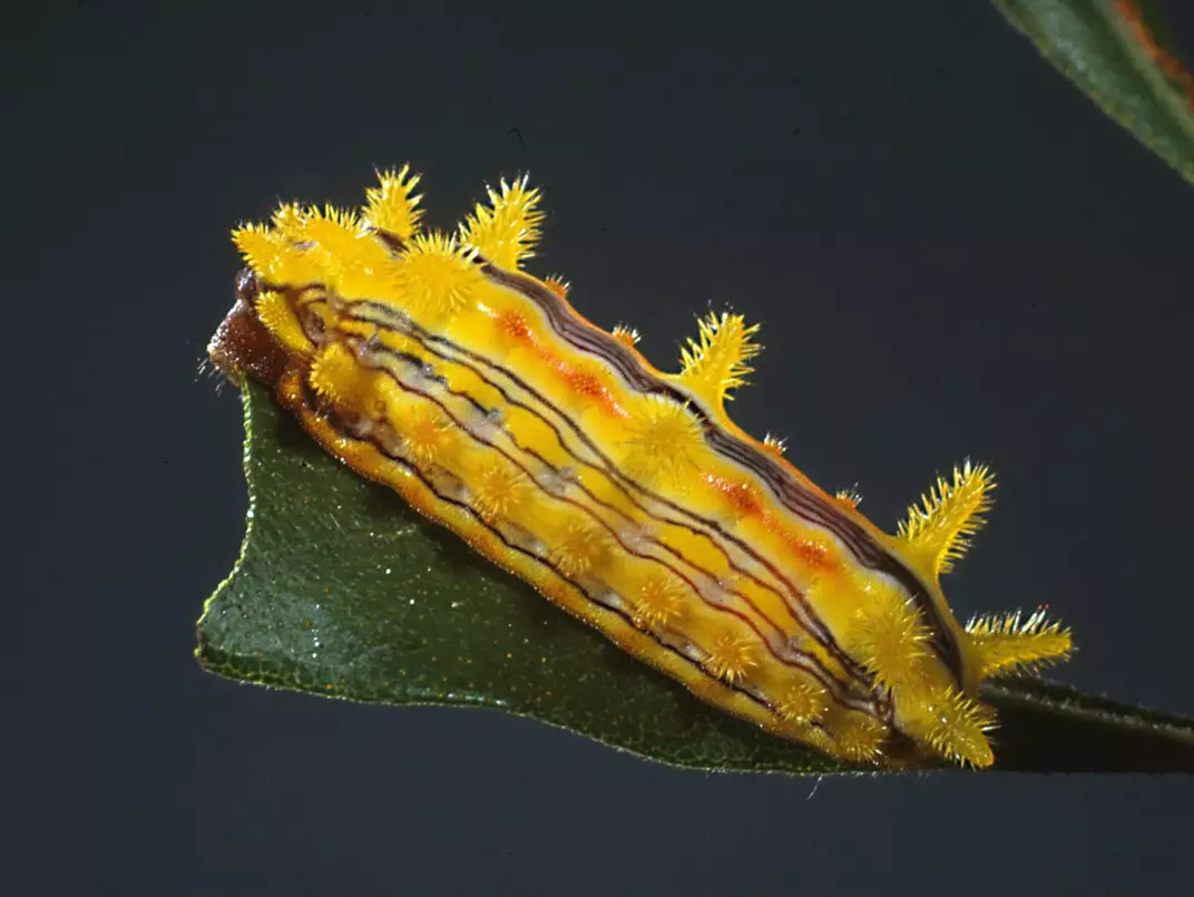 Bir Smithsonian Entomologunun Tünellerin, Randevularının ve Taksonlarının Tuhaf Hikayesi 34637_4