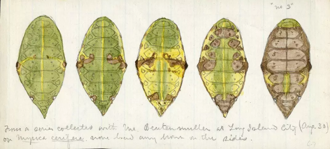 L'estrany conte dels túnels, les cites i els taxons d'un entomòleg de l'Smithsonian 34637_5