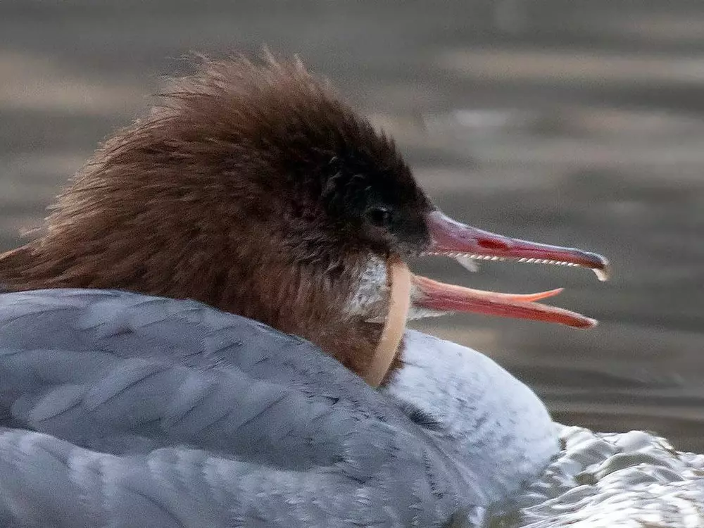 Canard pris au piège dans une mission de sauvetage d'étincelles en plastique à Central Park