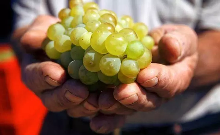 Geskiedenis in 'n glas: (her)ontdekking van Armeense wyn