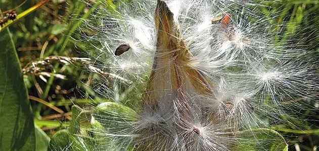 100.000 especies de flora, en perigo pola destrución do hábitat