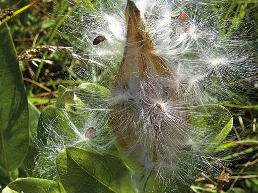 De ark van planten en bloemen van Noach 34687_2