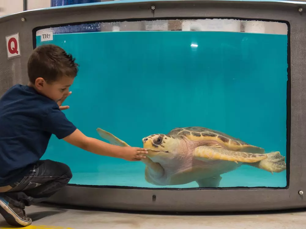 A legmodernebb tengeri teknőskórház várja a betegeket és a látogatókat Dél-Karolinában