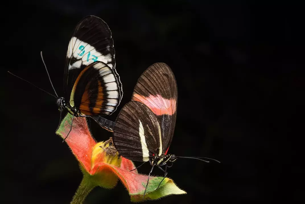 De reden waarom deze giftige vlinders niet paren, staat in hun DNA geschreven