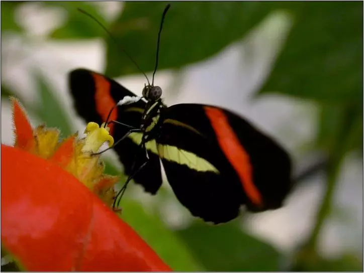 這些有毒蝴蝶不交配的原因寫在它們的 DNA 中