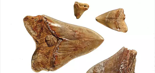 denti da megalodonte