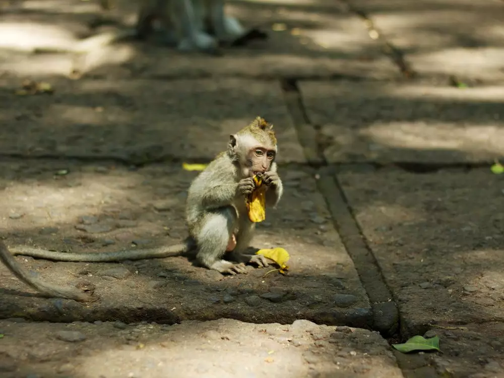 Bali_055 _-_ Ubud _-_ Bali_Macaque_monkey.jpg