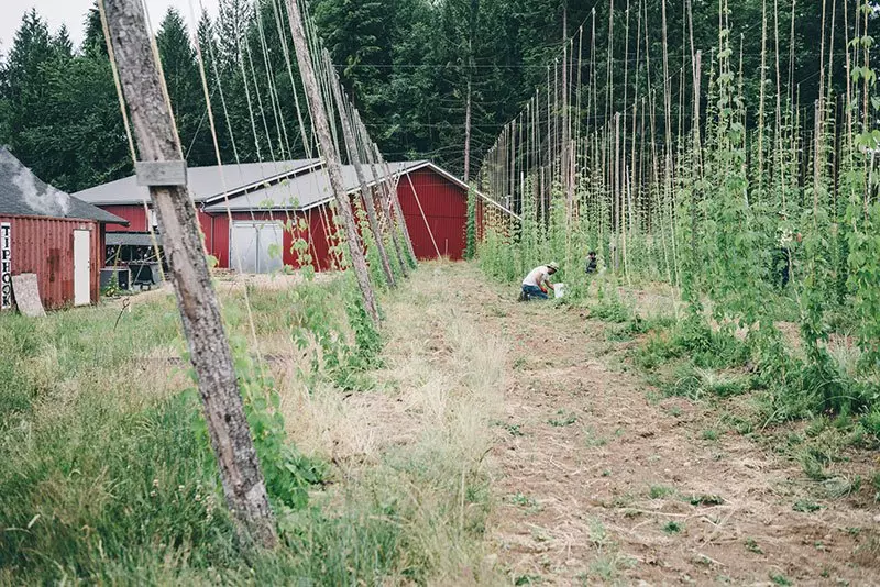 Centennial ma Goldings hops