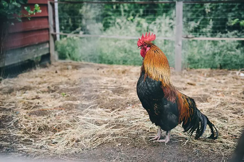 Z farmy do láhve: Na této pivní farmě v oblasti Vancouveru se vaří piva mezi chmelem 34807_2