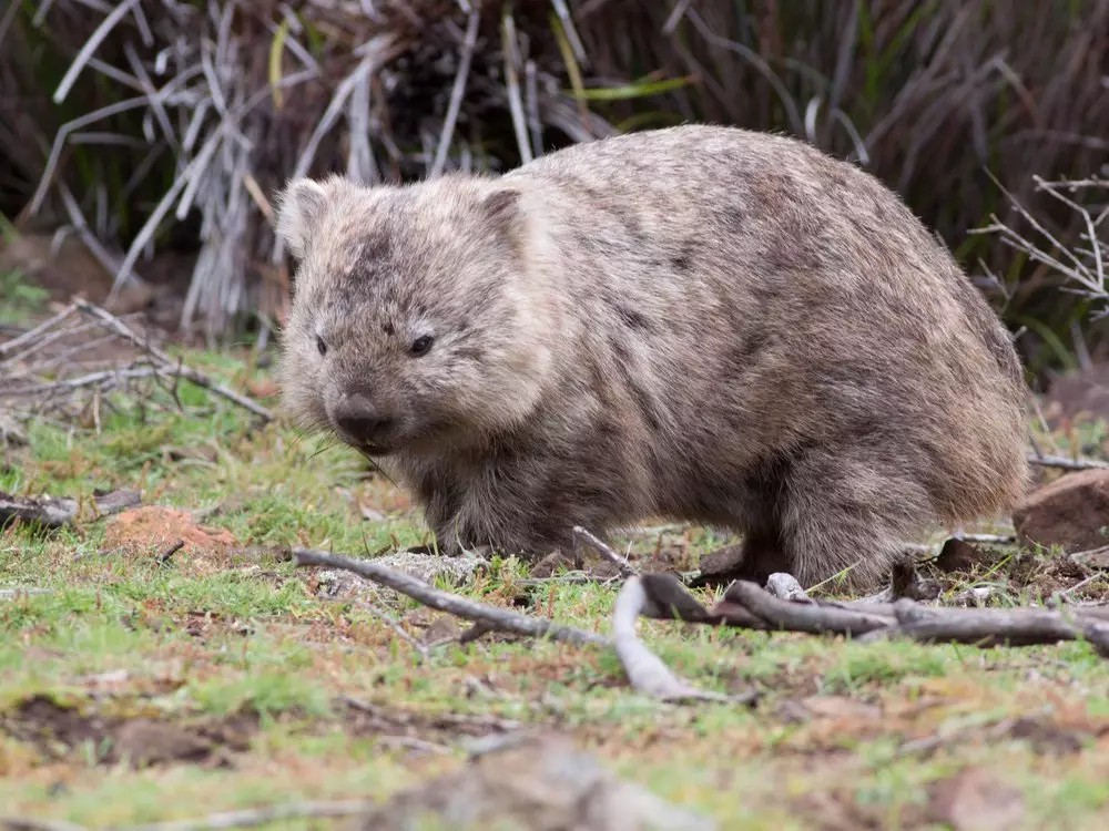 Aseho mijoro eo amin'ny bozaka ny wombat volontany