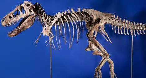 20120531095010tarbosaurus-iskelet.jpg