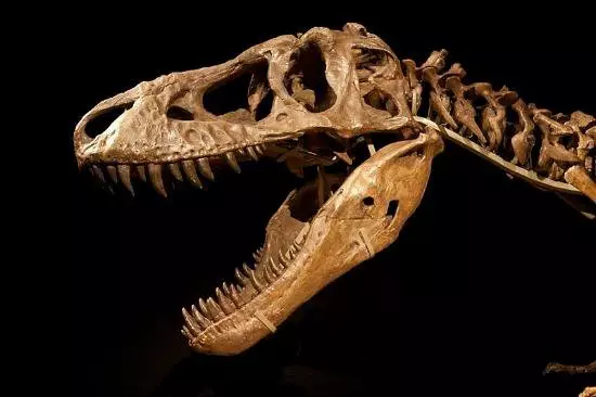 Auksionda Tarbosaurus skeleti